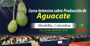 La Poda en el Cultivo de Aguacate | Intagri S.C.