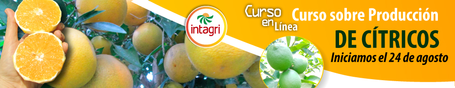 La Poda en el Cultivo de Aguacate | Intagri S.C.