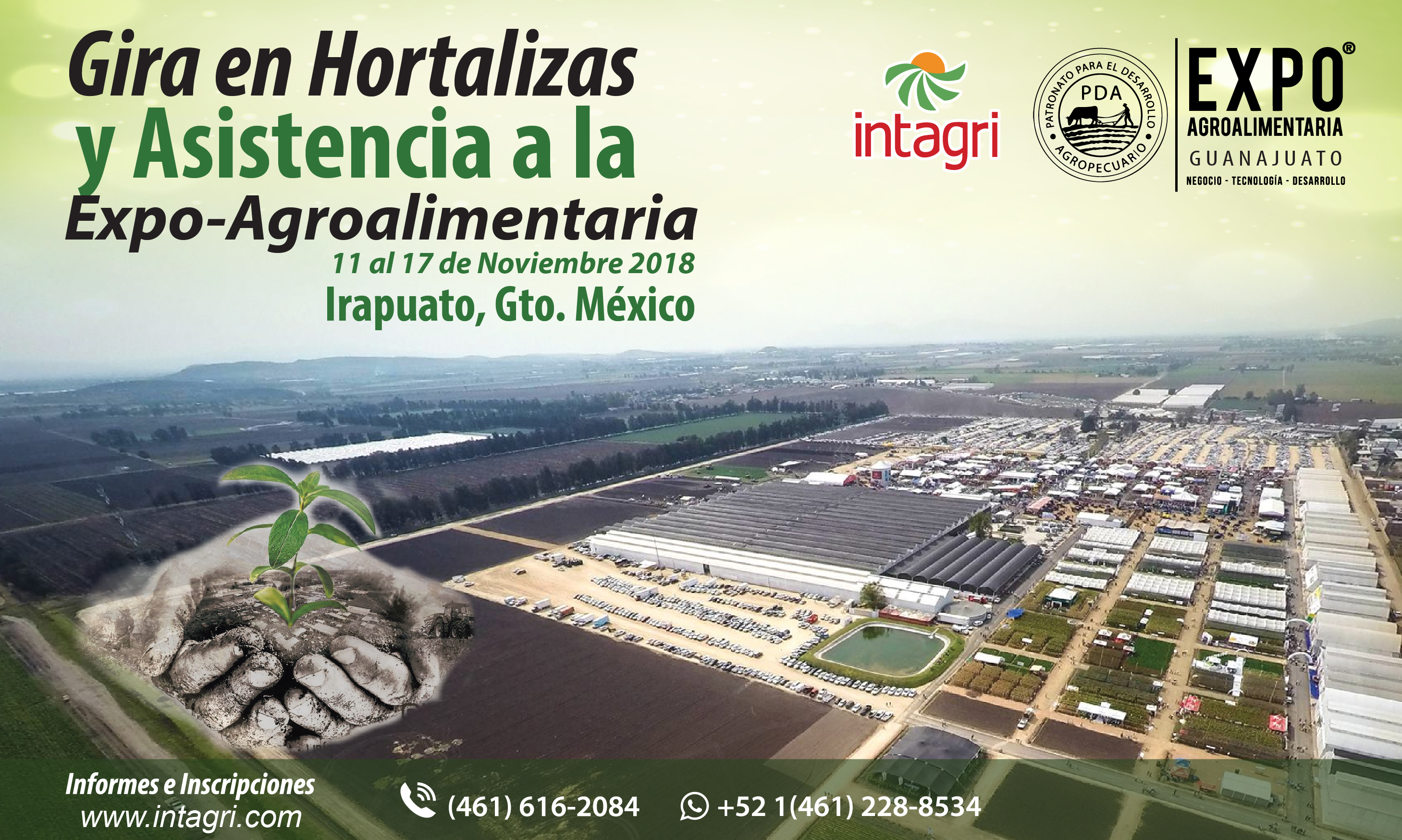 Rendimiento y Calidad de 7 Variedades de Pepino Europeo (Cucumis ...