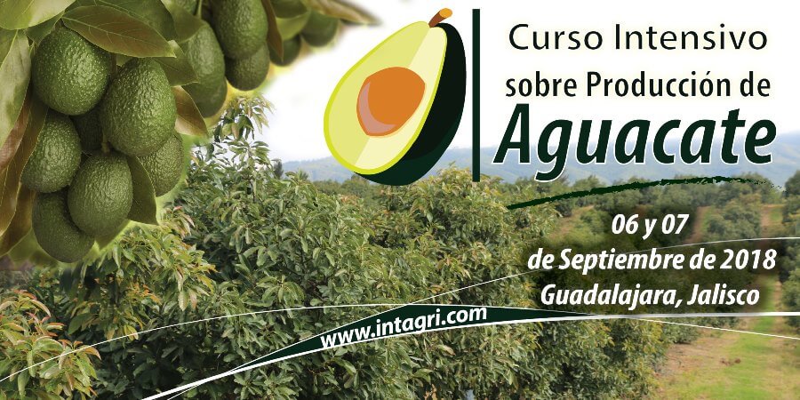 La Poda en el Cultivo de Aguacate | Intagri S.C.