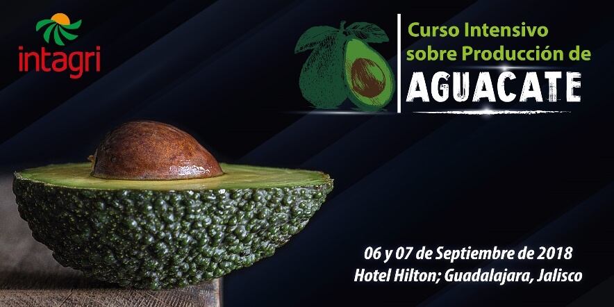 La Poda en el Cultivo de Aguacate | Intagri S.C.