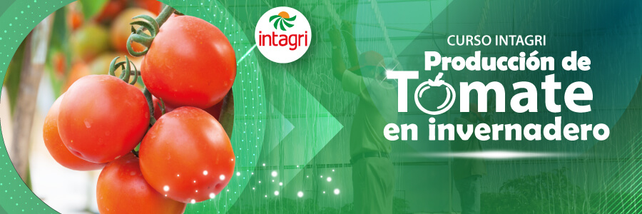 Curso Intagri sobre Producción de Tomate en Invernadero - Información | Intagri S.C.