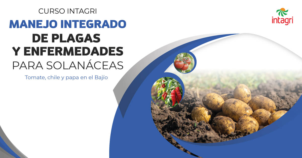 Curso INTAGRI sobre Manejo integrado de plagas y enfermedades para Solanáceas - Información ...
