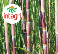 El Cultivo de Haba | Intagri S.C.