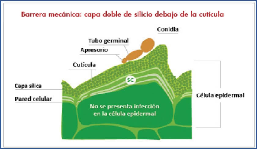 Función De La Estructura De Sílice