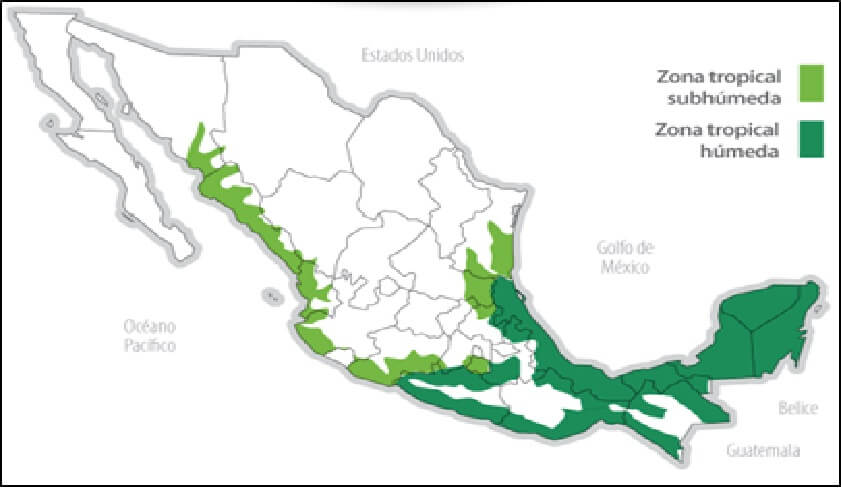El Cultivo de Mango y su Fertilización | Intagri S.C.
