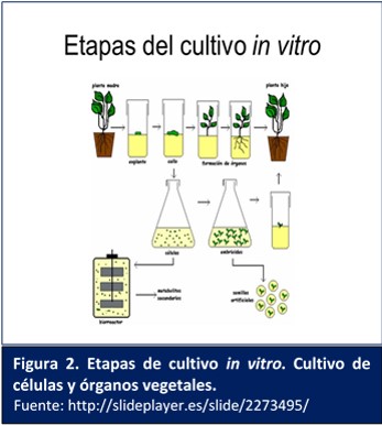 Cultivo In Vitro de Células y Tejidos Vegetal | Intagri S.C.