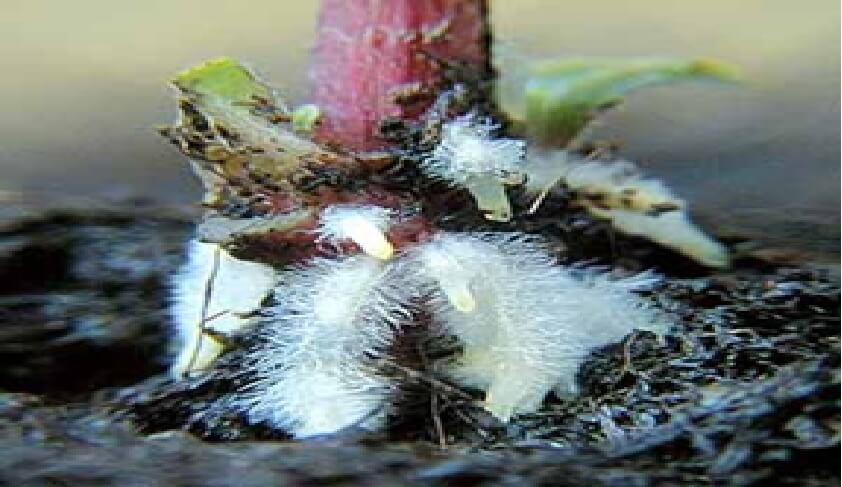 Bioestimulación del Crecimiento Radical de los Cultivos | Intagri S.C.