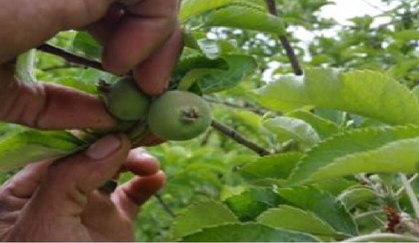 La Bioestimulación del Amarre de Frutos en Cultivos Hortofrutícolas ...