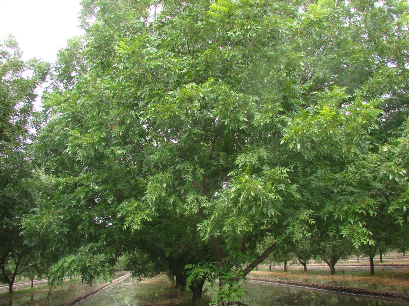 Rol del Nitrógeno en el Nogal Pecanero | Intagri S.C.
