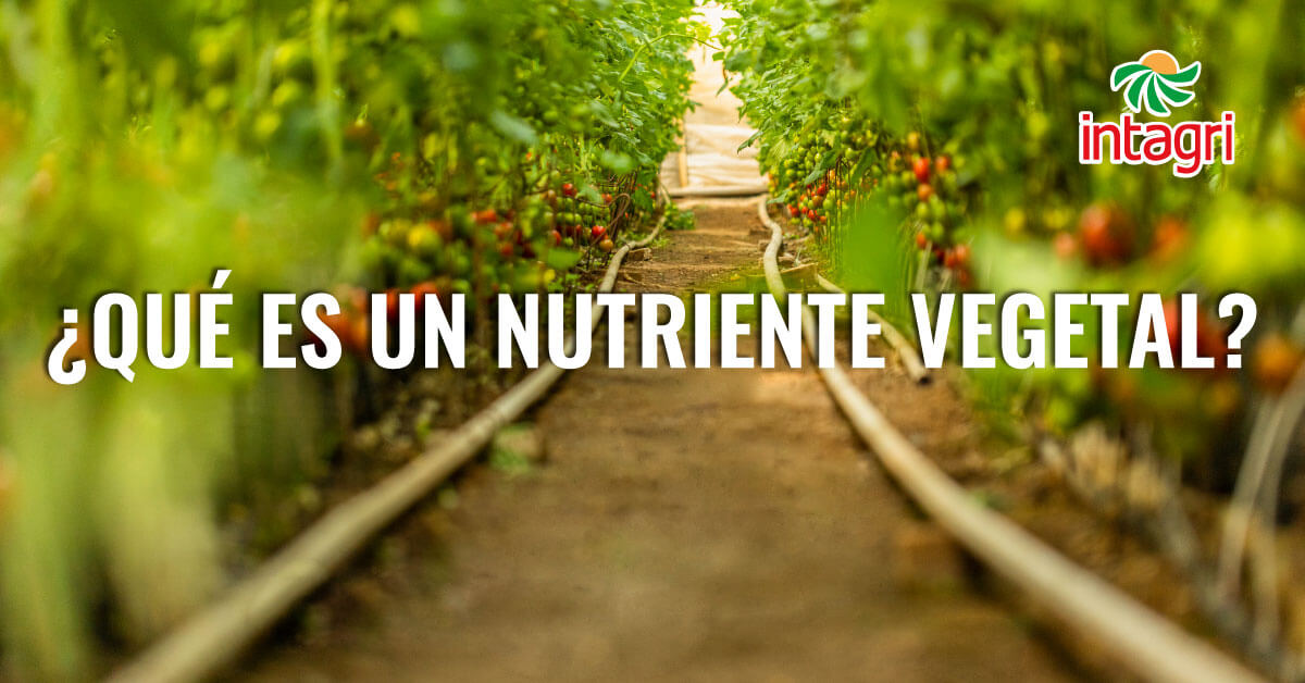 ¿Qué es un Nutriente Vegetal? | Intagri S.C.