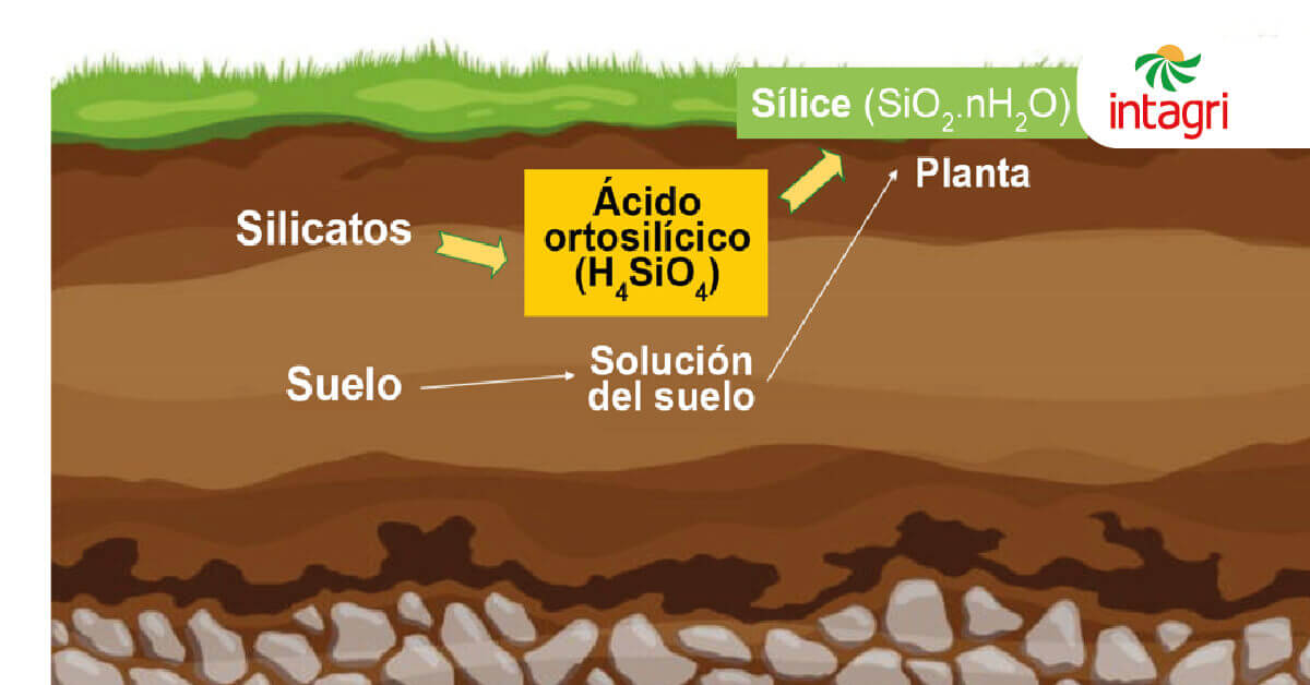 El Silicio y sus Propiedades Fisiológicas en los Cultivos | Intagri S.C.