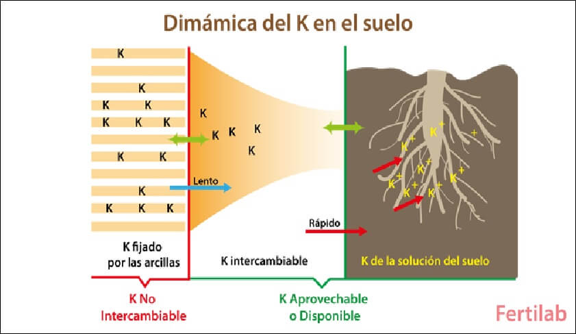 La Dinámica del Potasio (K) en el Suelo | Intagri S.C.