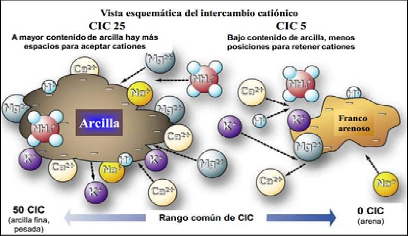 La Capacidad de Intercambio Catiónico del Suelo | Intagri S.C.