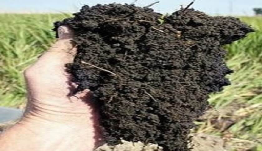 Importancia de Humus en la Fertilidad de los Suelos | Intagri S.C.