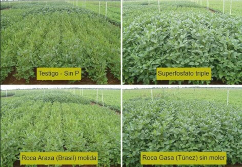 Ventajas del Uso de Roca Fosfórica en la Agricultura | Intagri S.C.