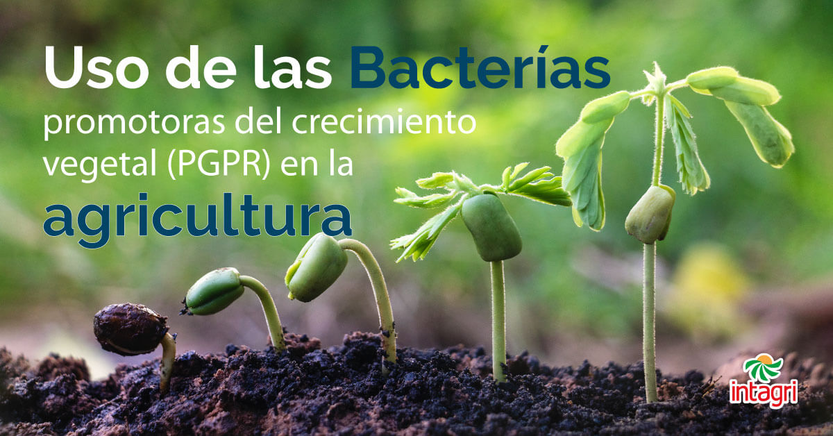 Uso de las Bacterias Promotoras del Crecimiento Vegetal (PGPR) en la ...