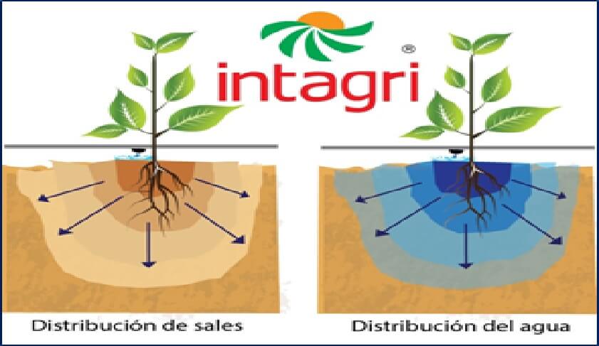 Sistema de Riego por Goteo | Intagri S.C.