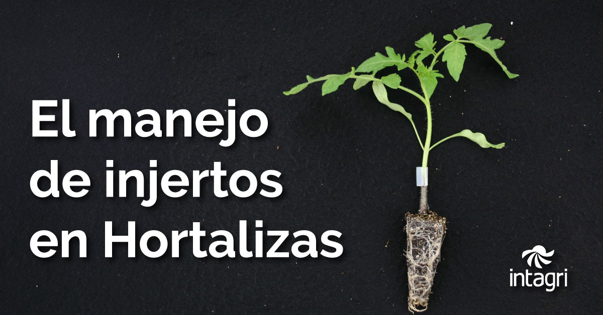 El Manejo de Injertos en Hortalizas | Intagri S.C.