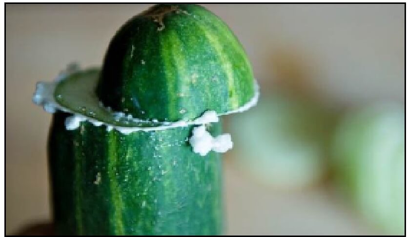 El Sabor Amargo de los Pepinos | Intagri S.C.