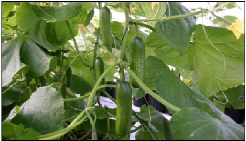 El Sabor Amargo de los Pepinos | Intagri S.C.