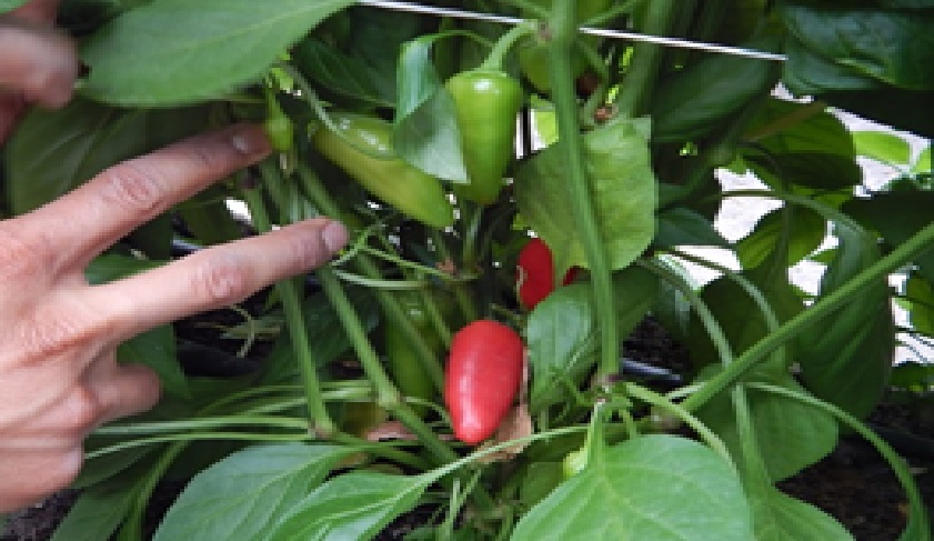 Cultivo de Pimientos Mini Una Alternativa de Agronegocio | Intagri S.C.