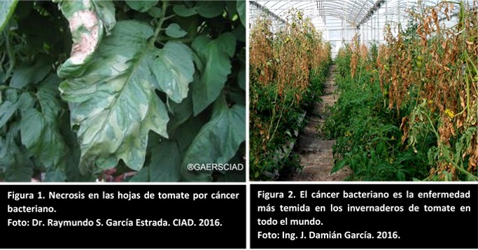 Control de Cáncer Bacteriano (Clavibacter michiganensis) en el Cultivo ...
