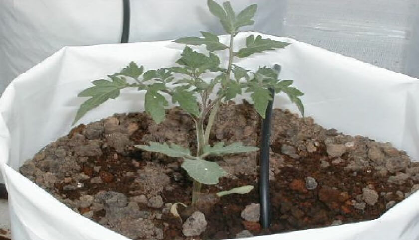 El Tezontle como Sustrato para la Producción Hortícola | Intagri S.C.