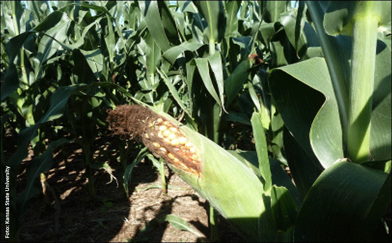 ¿Por qué hay Malformaciones en las Mazorcas de Maíz? | Intagri S.C.