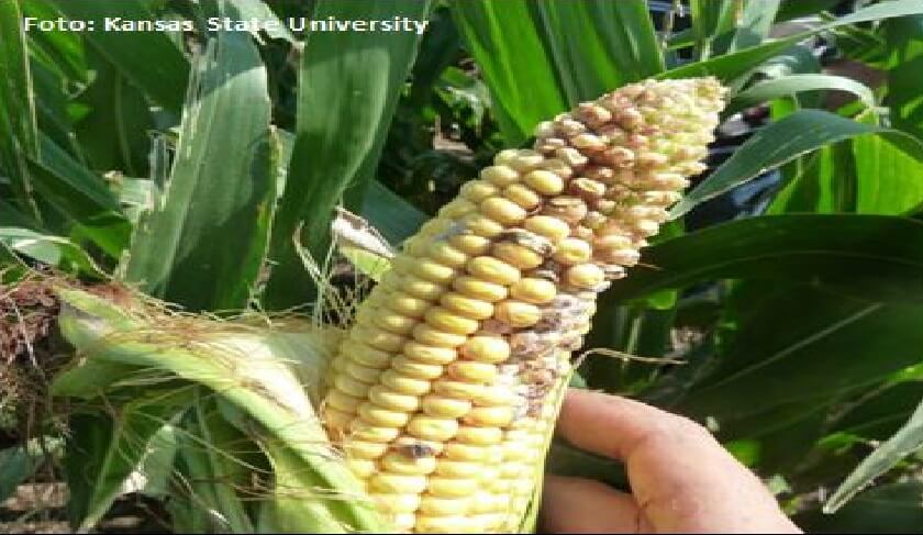 ¿Por qué hay Malformaciones en las Mazorcas de Maíz? | Intagri S.C.