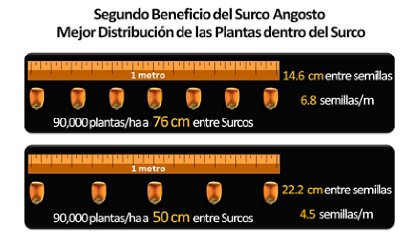 Fundamentos del Sistema de Siembra en Surco Angosto en el Cultivo del ... Fundamentos del Sistema de Siembra en Surco Angosto en el Cultivo del ...
