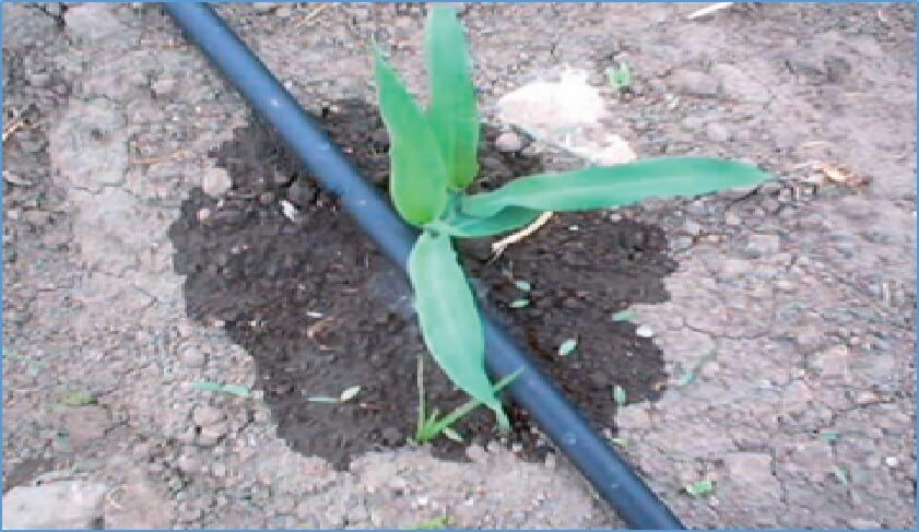 Introducción al Cultivo de Maíz en Riego por Goteo | Intagri S.C.