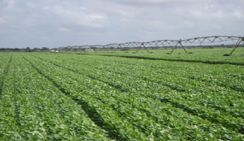 Producción de Soya de Alto Rendimiento | Intagri S.C.