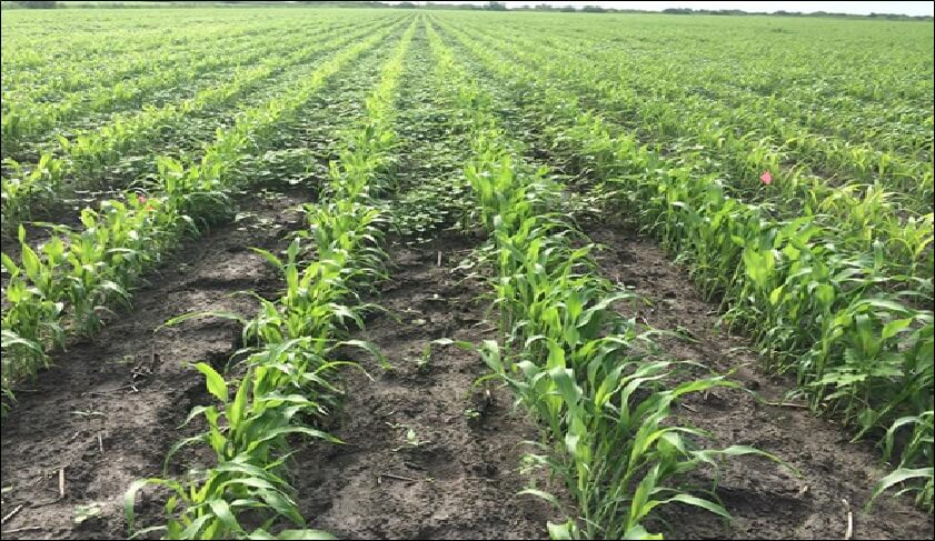 Manejo Integrado de Malezas en Sorgo | Intagri S.C.