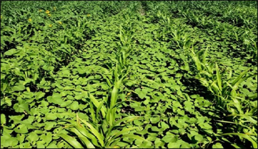 Manejo Integrado de Malezas en Sorgo | Intagri S.C.