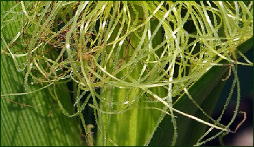 Sexo en la Milpa: ¿Cómo se lleva a cabo? | Intagri S.C.