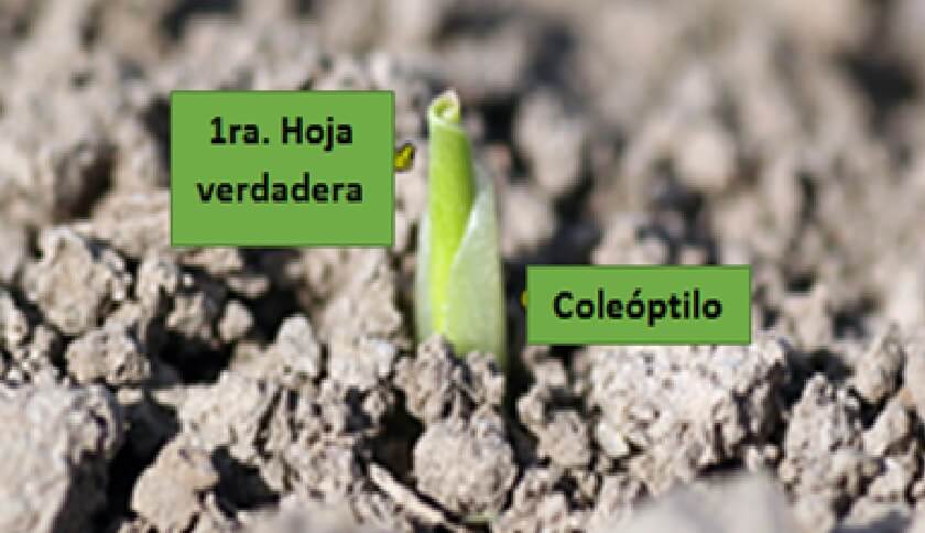 Los Procesos de Germinación y Emergencia en el Cultivo de Maíz ...