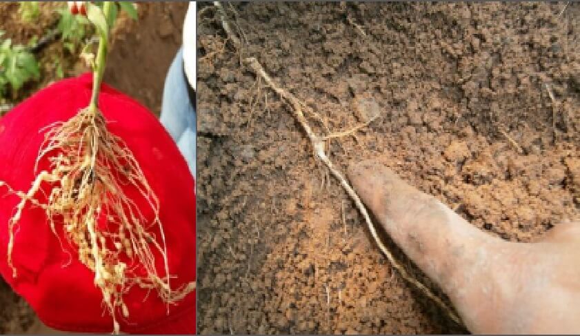 Control de Nemátodos con Extractos Vegetales | Intagri S.C.