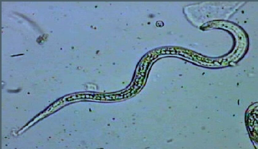 Control de Nemátodos con Extractos Vegetales | Intagri S.C.