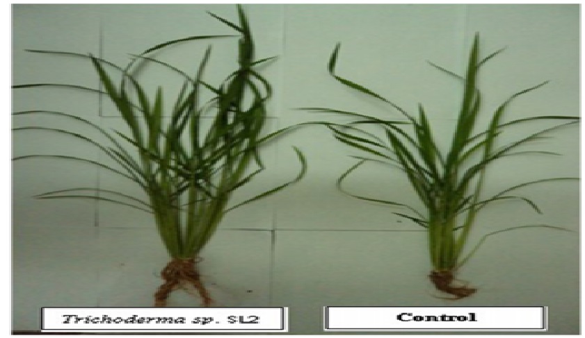 Trichoderma Control de Hongos Fitopatógenos | Intagri S.C.