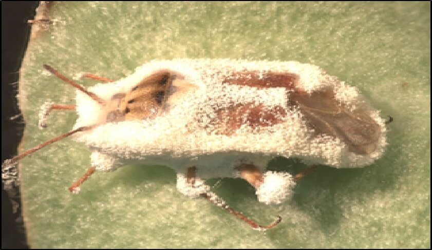 Beauveria bassiana en el Control Biológico de Patógenos | Intagri S.C.