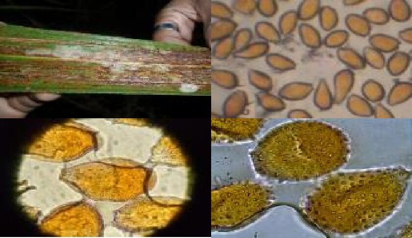 Manejo Integrado de Plagas y Enfermedades de la Caña de Azúcar ...