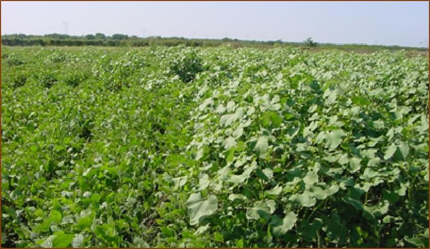 Hoja Grande De Maleza Manejo Y Control De Malezas Agresivas Y Malezas
