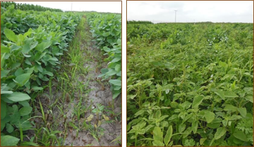 Manejo Eficiente de Malezas en Soya | Intagri S.C.