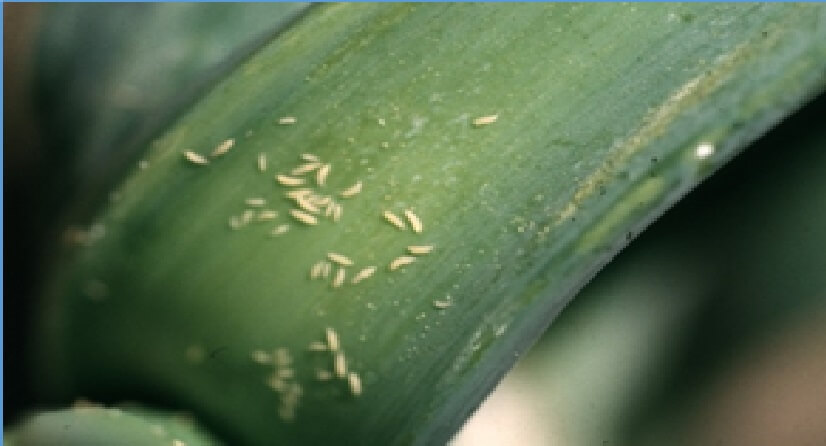 Manejo del Trips de la Cebolla | Intagri S.C.