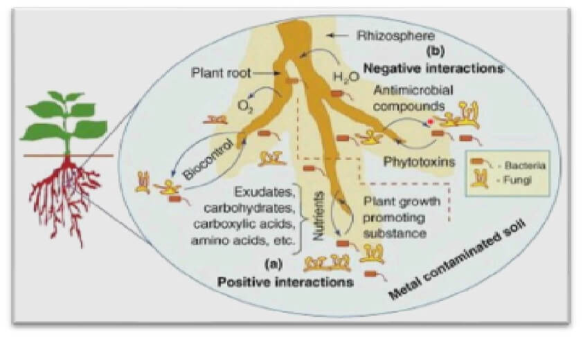 Mecanismos de Acción de Microorganismos para el Control de Enfermedades en el Suelo | Intagri S.C.