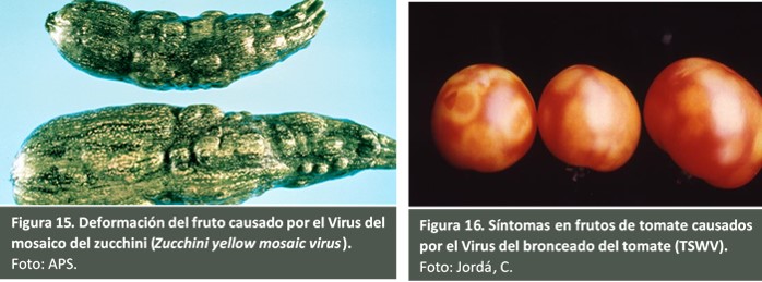 La Sintomatología de las Virosis | Intagri S.C.