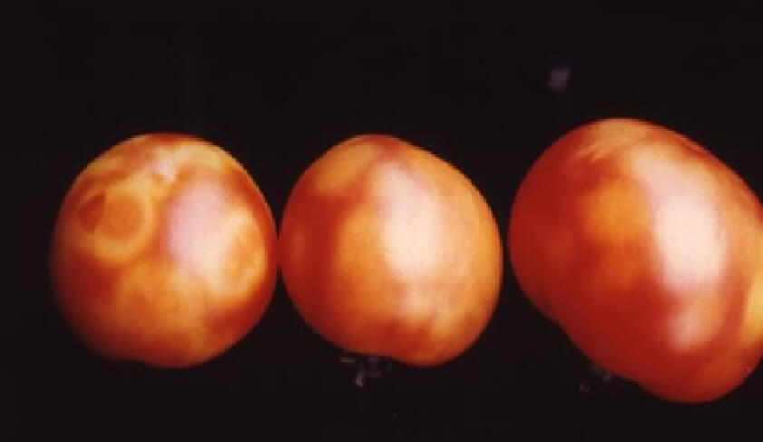 La Sintomatología de las Virosis | Intagri S.C.