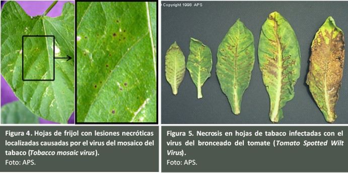 La Sintomatología de las Virosis | Intagri S.C.