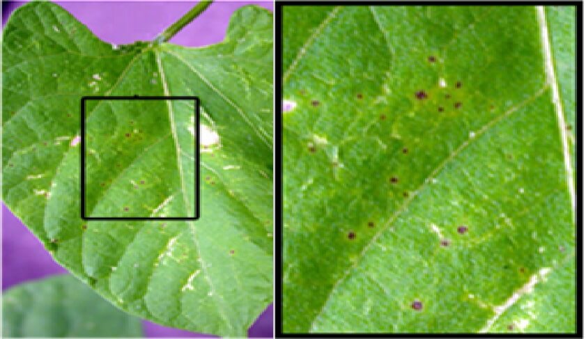 La Sintomatología de las Virosis | Intagri S.C.